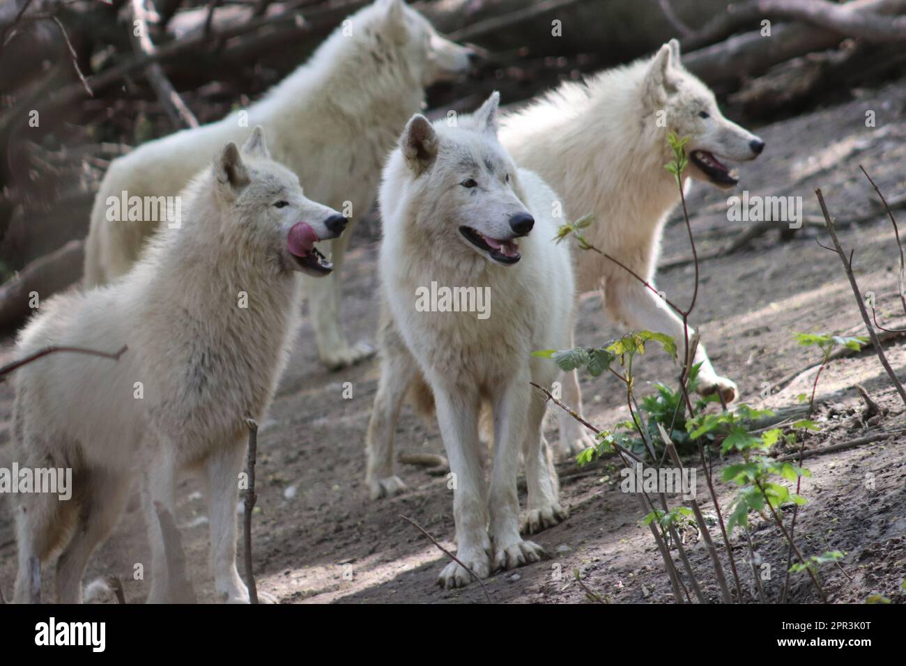 Canadian Arctic wolf / white wolf / Polar wolf (Canis lupus arctos ...