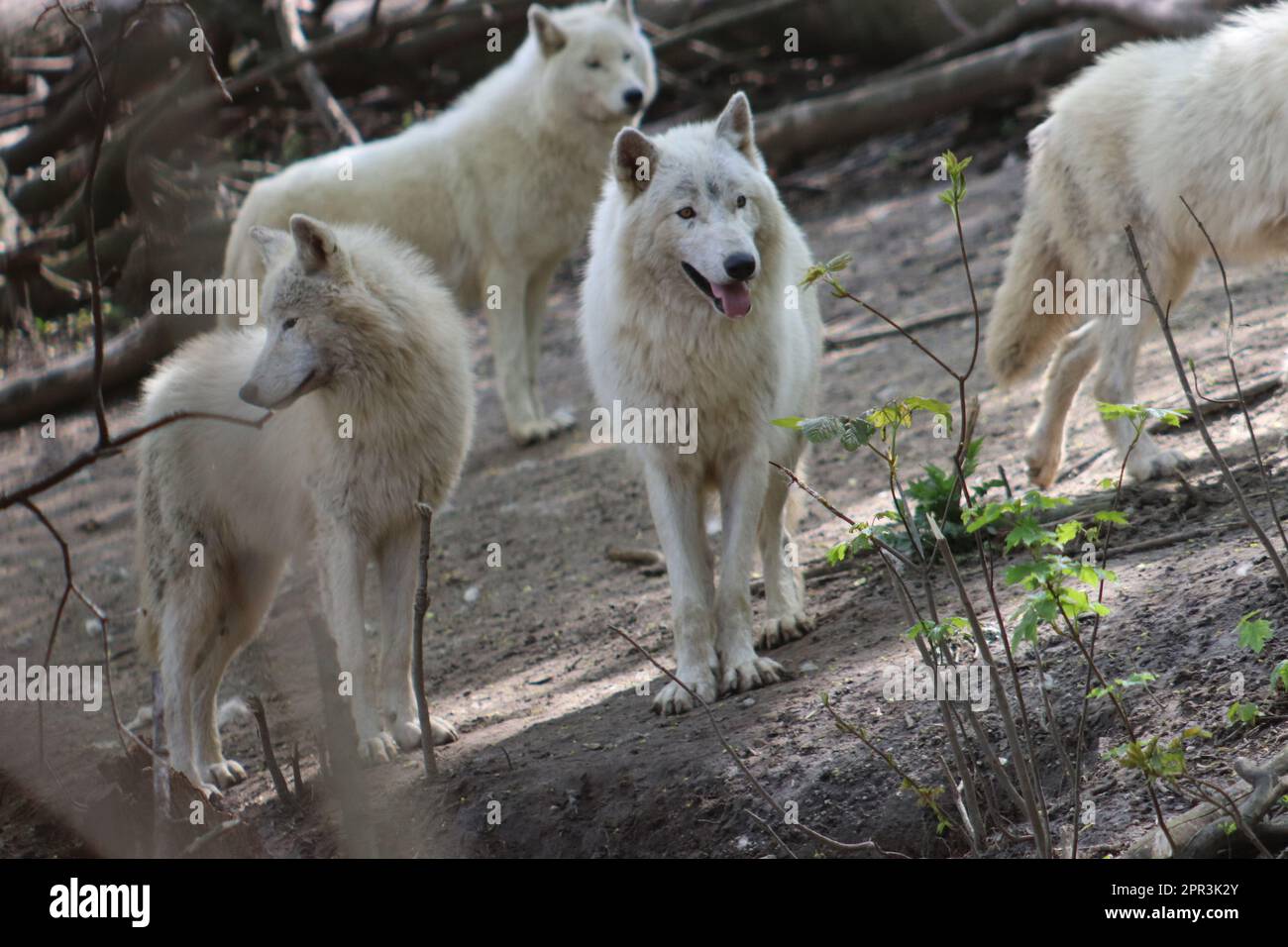 Canadian Arctic wolf / white wolf / Polar wolf (Canis lupus arctos ...