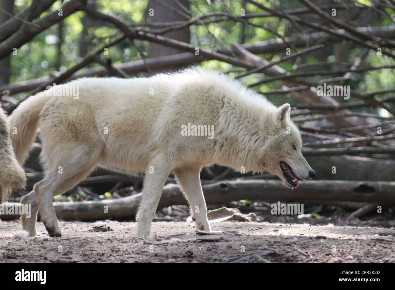 Canadian Arctic wolf / white wolf / Polar wolf (Canis lupus arctos ...