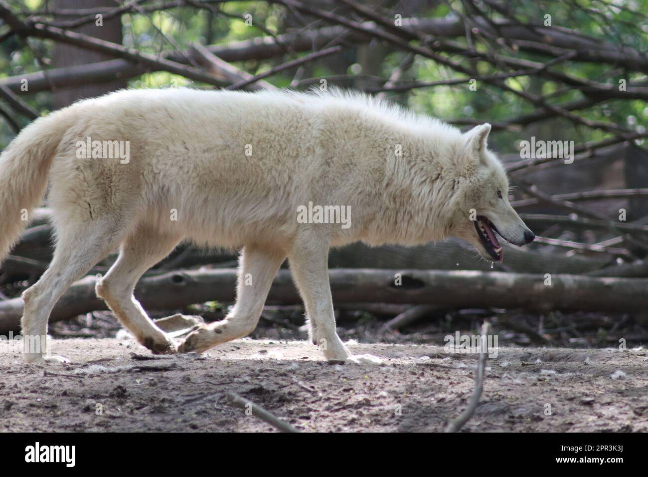 Canadian Arctic wolf / white wolf / Polar wolf (Canis lupus arctos ...