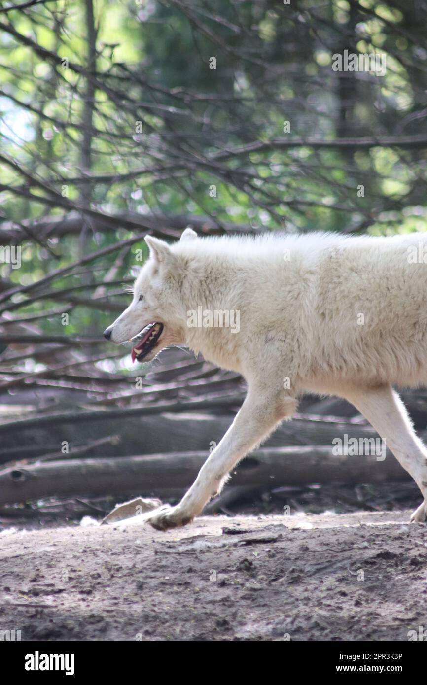 Canadian Arctic wolf / white wolf / Polar wolf (Canis lupus arctos ...