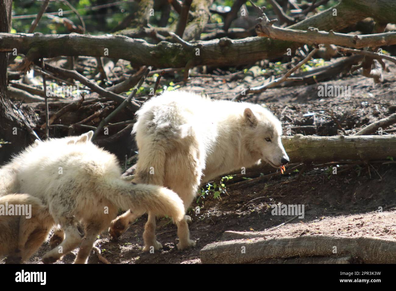 Canadian Arctic wolf / white wolf / Polar wolf (Canis lupus arctos ...