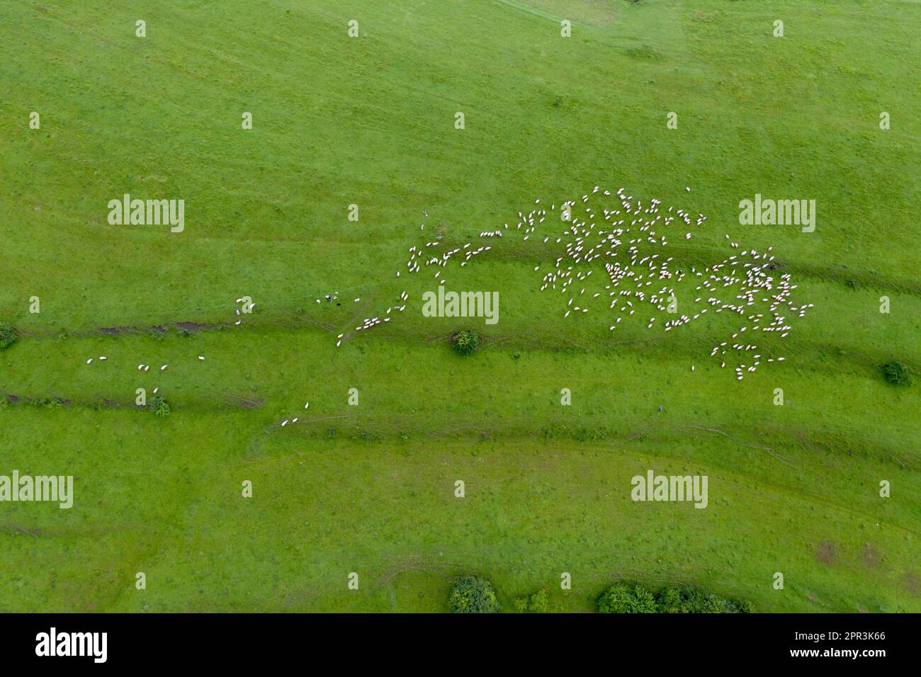Top view herd white sheep hi-res stock photography and images - Alamy