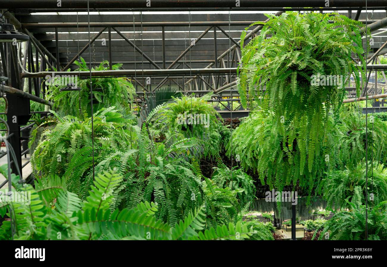 Boston fern hi-res stock photography and images - Alamy
