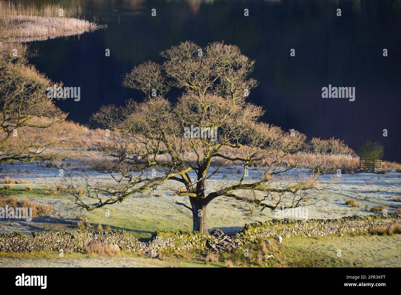 Springtime reflections on Rydal water, English Lake district Stock ...