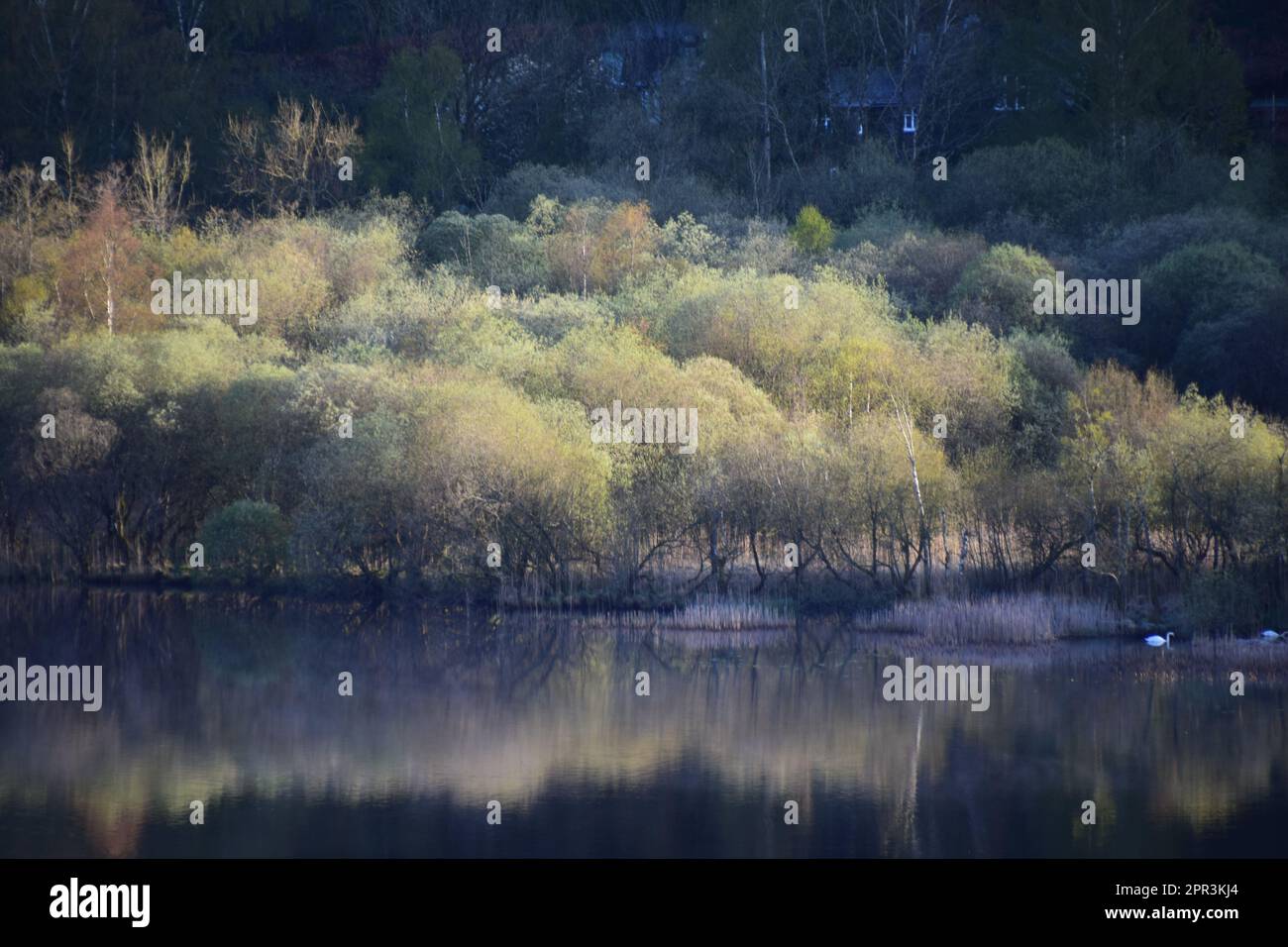 Springtime reflections on Rydal water, English Lake district Stock ...