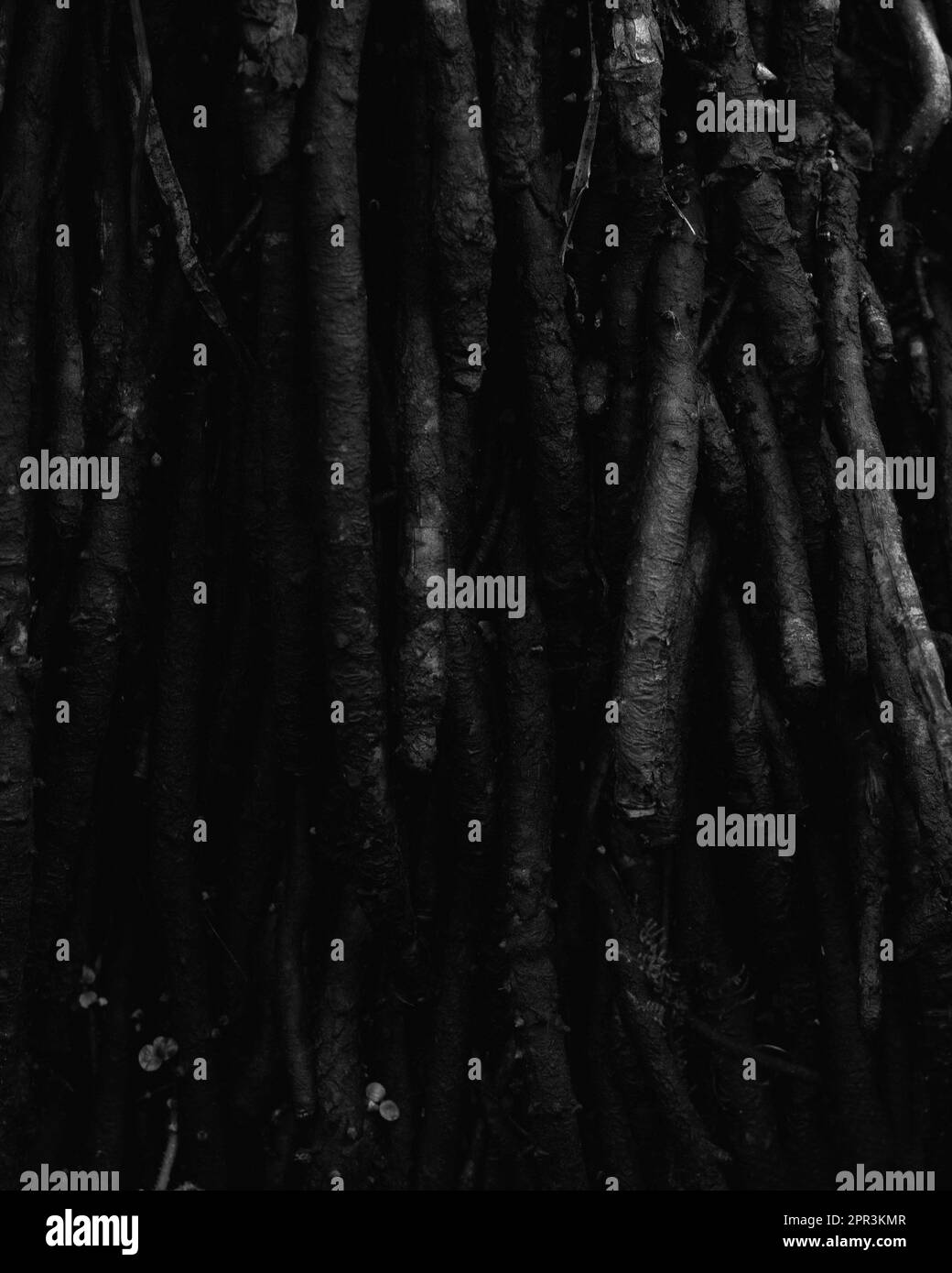 Trees roots soil Black and White Stock Photos & Images - Alamy