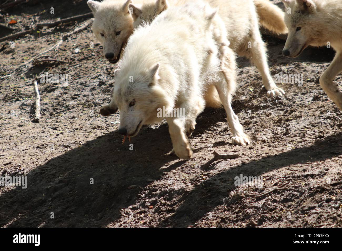 Canadian Arctic wolf / white wolf / Polar wolf (Canis lupus arctos ...
