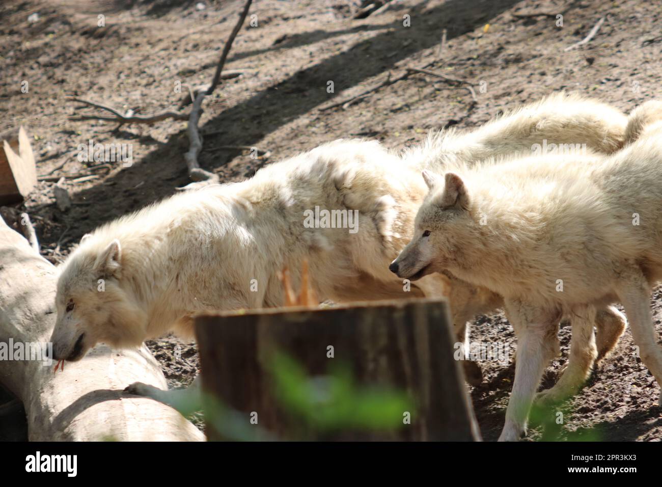 Canadian Arctic wolf / white wolf / Polar wolf (Canis lupus arctos ...