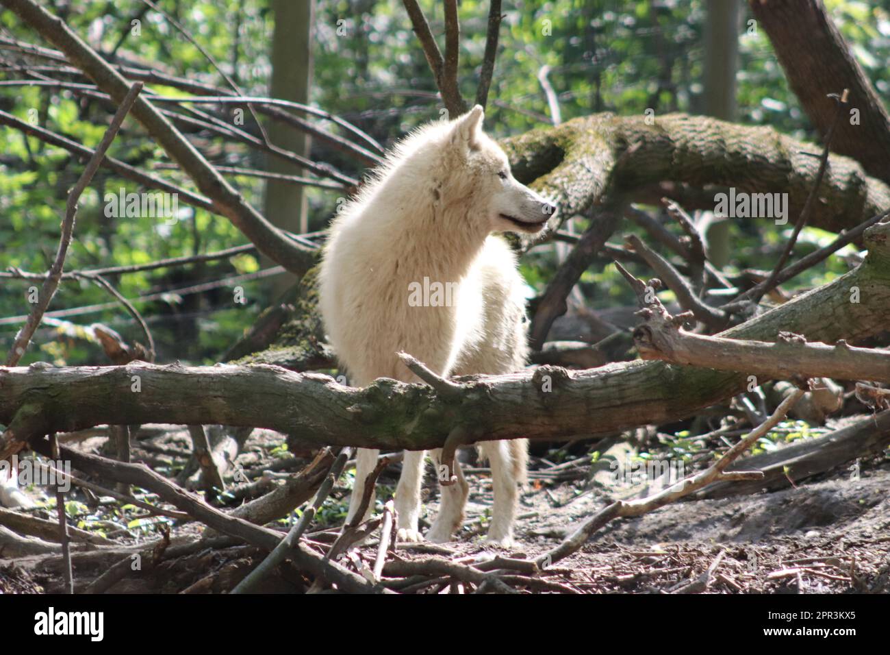 Canadian Arctic wolf / white wolf / Polar wolf (Canis lupus arctos ...