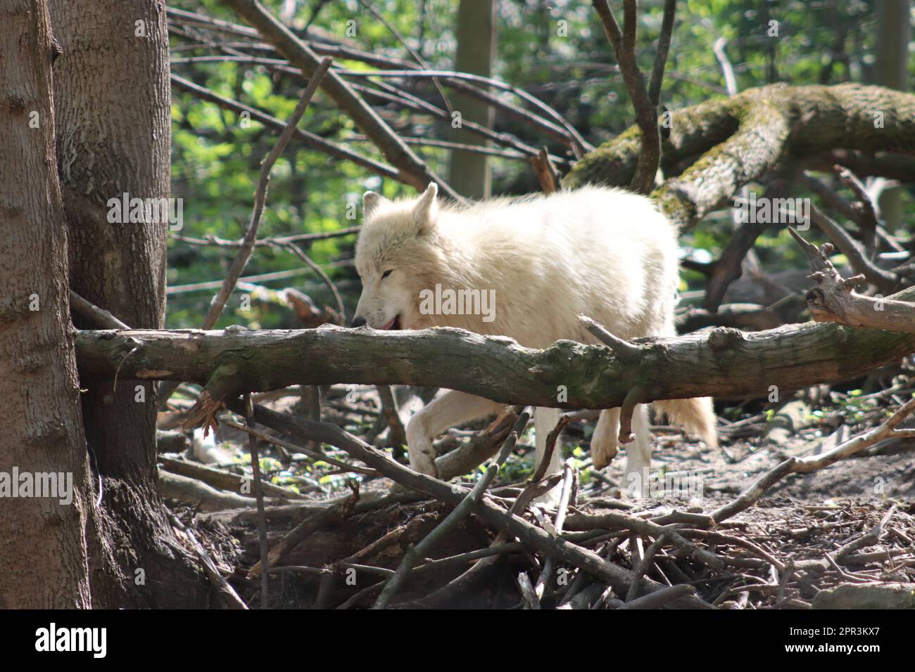 Canadian Arctic wolf / white wolf / Polar wolf (Canis lupus arctos ...