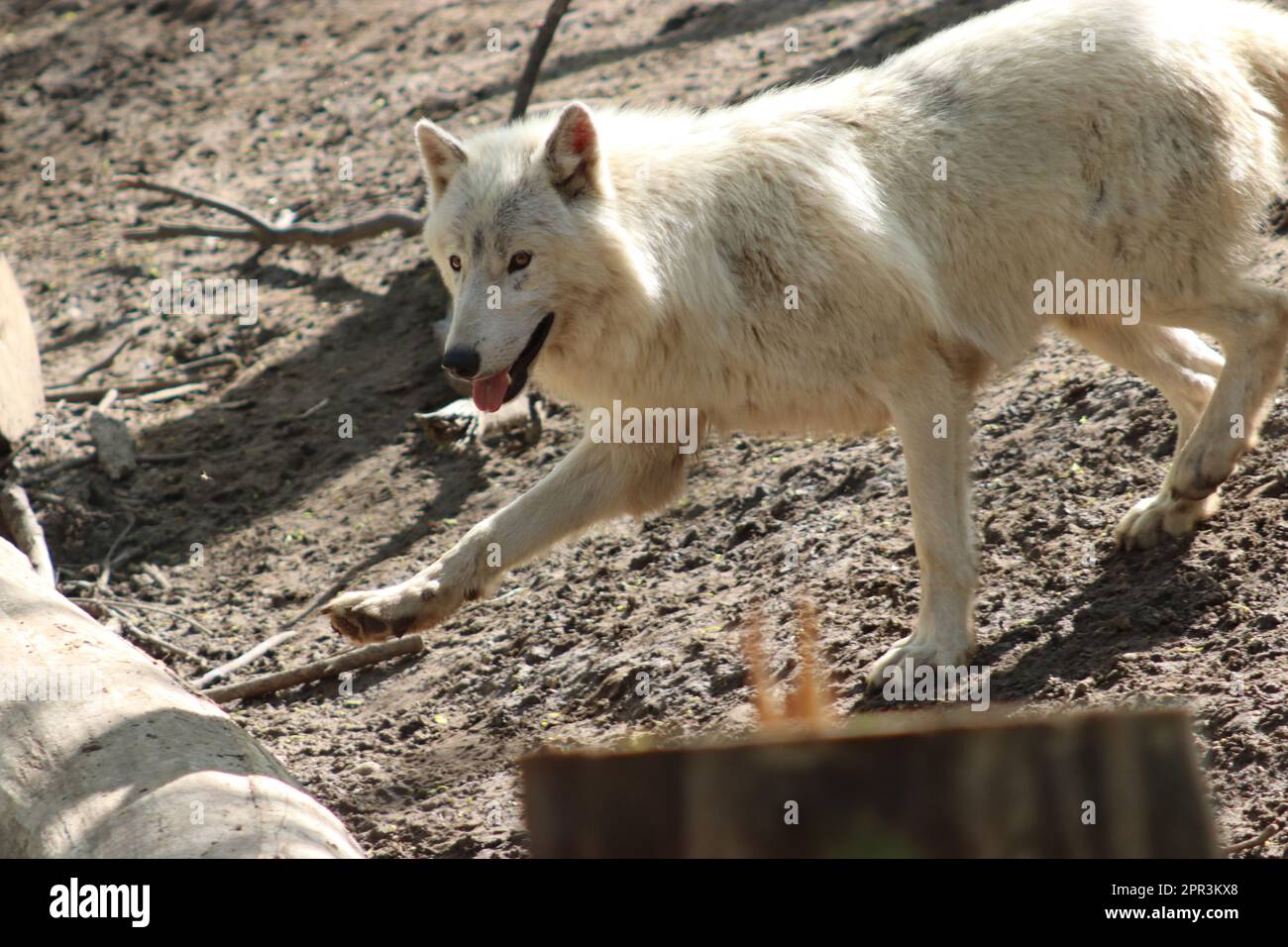 Canadian Arctic wolf / white wolf / Polar wolf (Canis lupus arctos ...