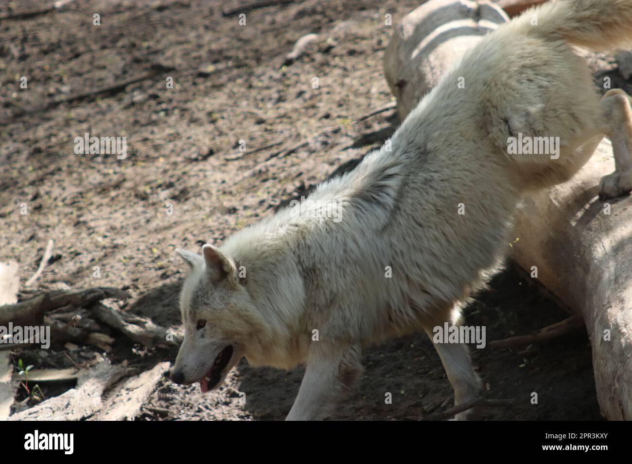 Canadian Arctic wolf / white wolf / Polar wolf (Canis lupus arctos ...