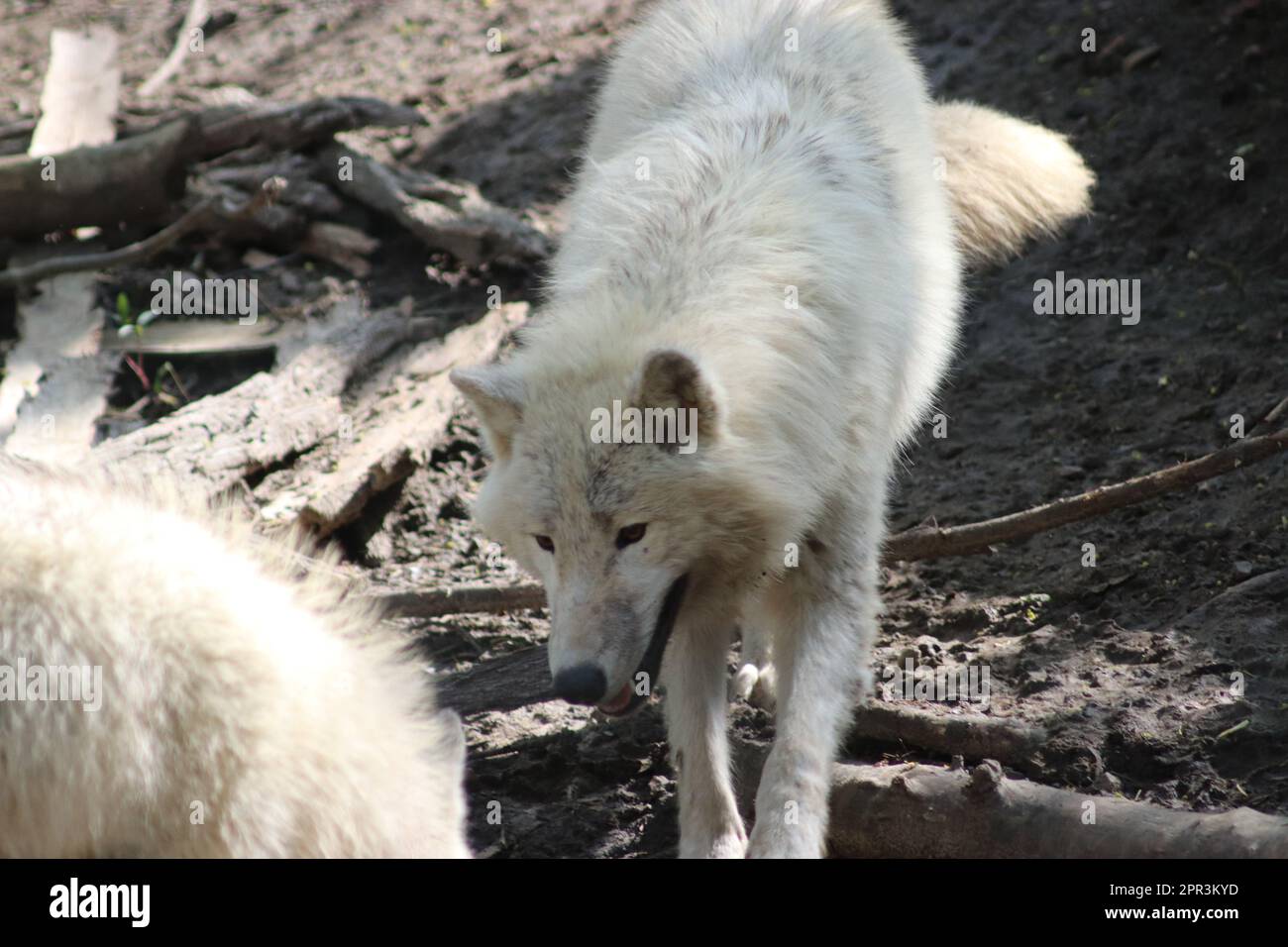 Canadian Arctic wolf / white wolf / Polar wolf (Canis lupus arctos ...
