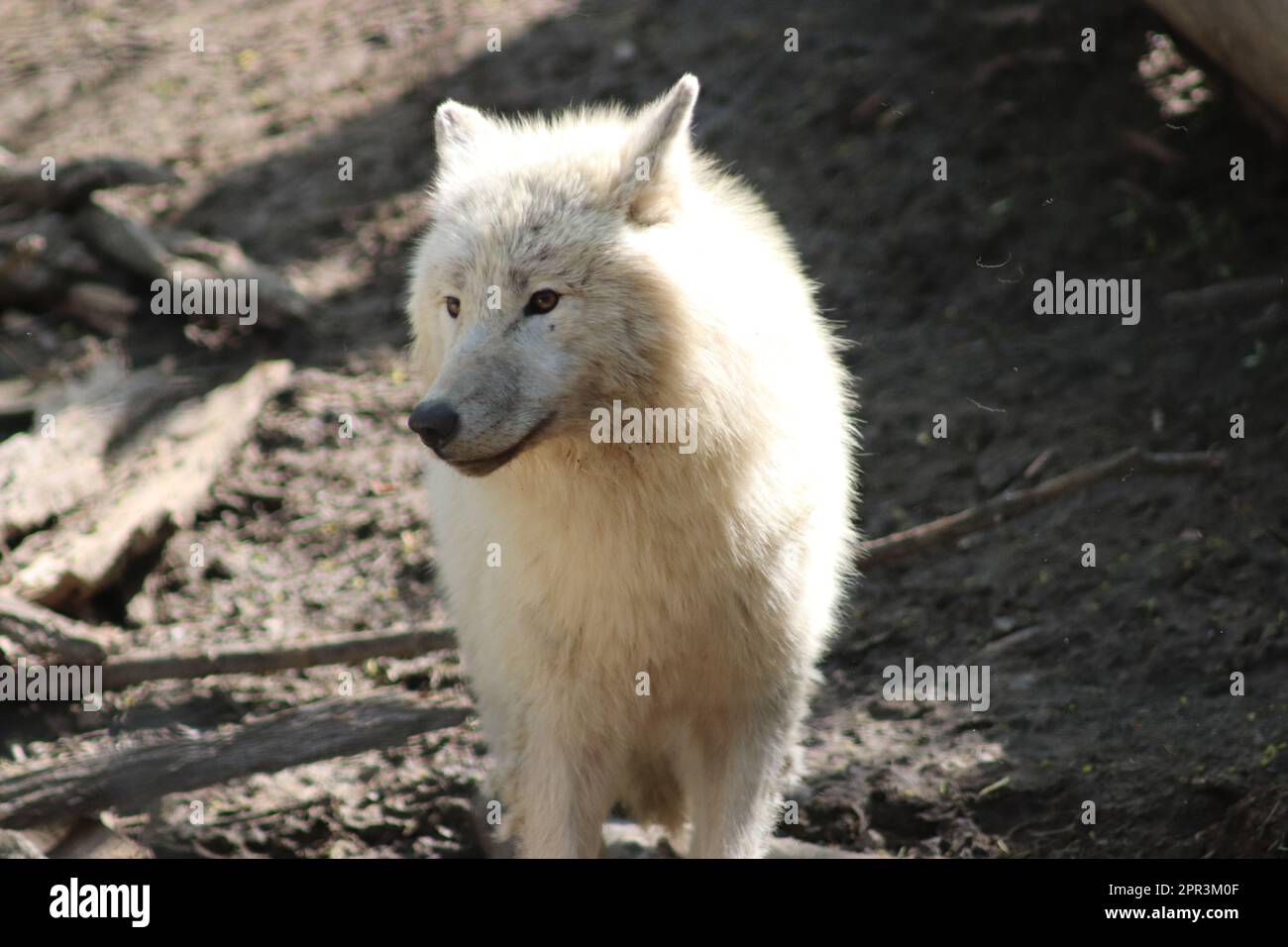 Canadian Arctic wolf / white wolf / Polar wolf (Canis lupus arctos ...