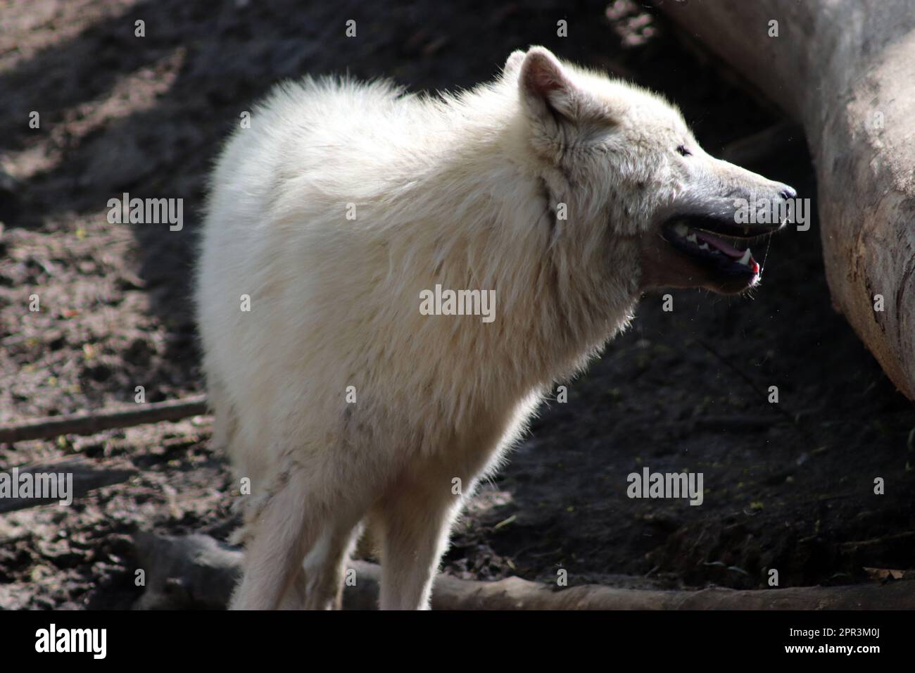Wolf pelt hunter hi-res stock photography and images - Alamy