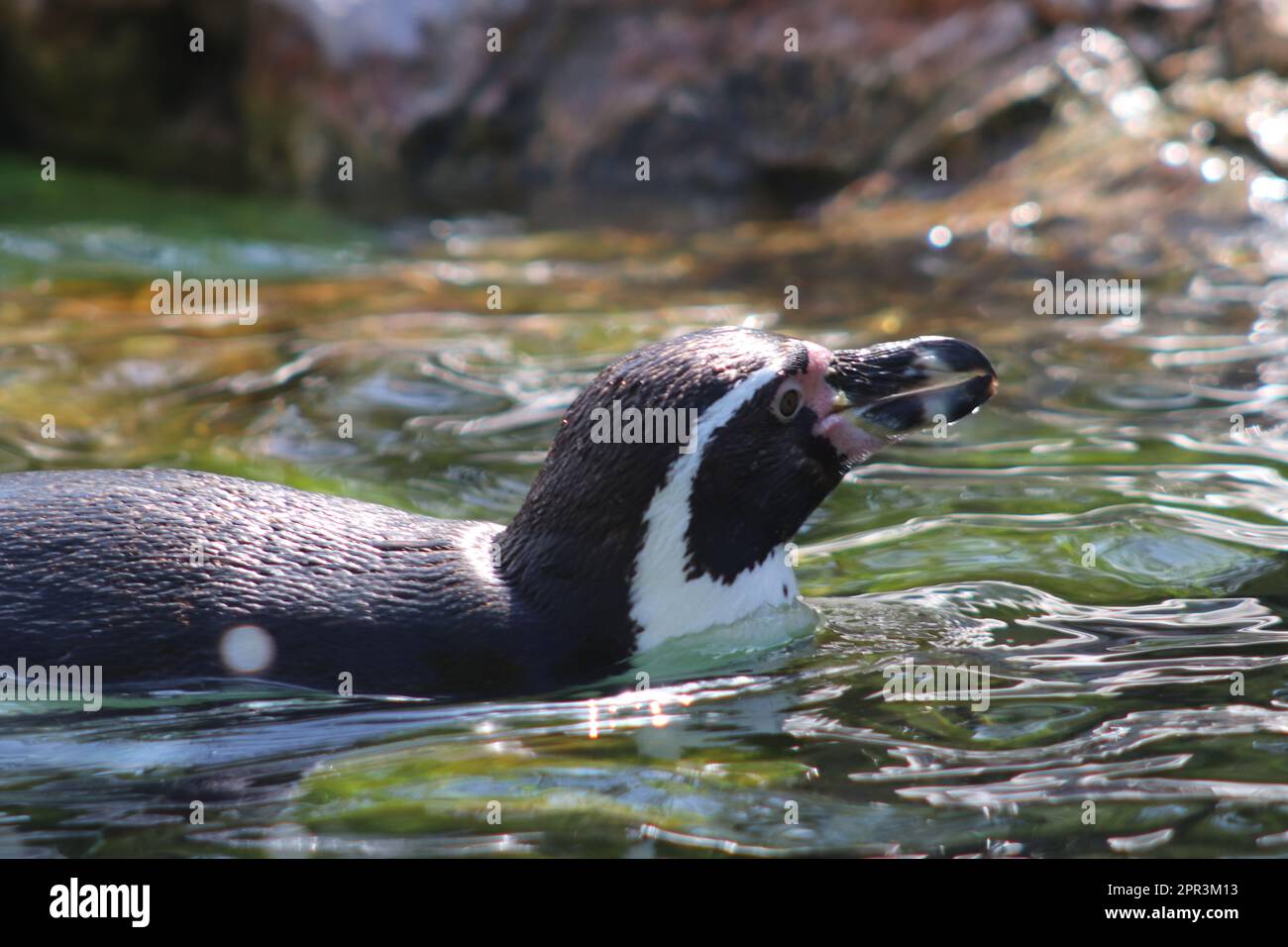 Humboldt Penguin, Spheniscus humboldti Stock Photo - Alamy