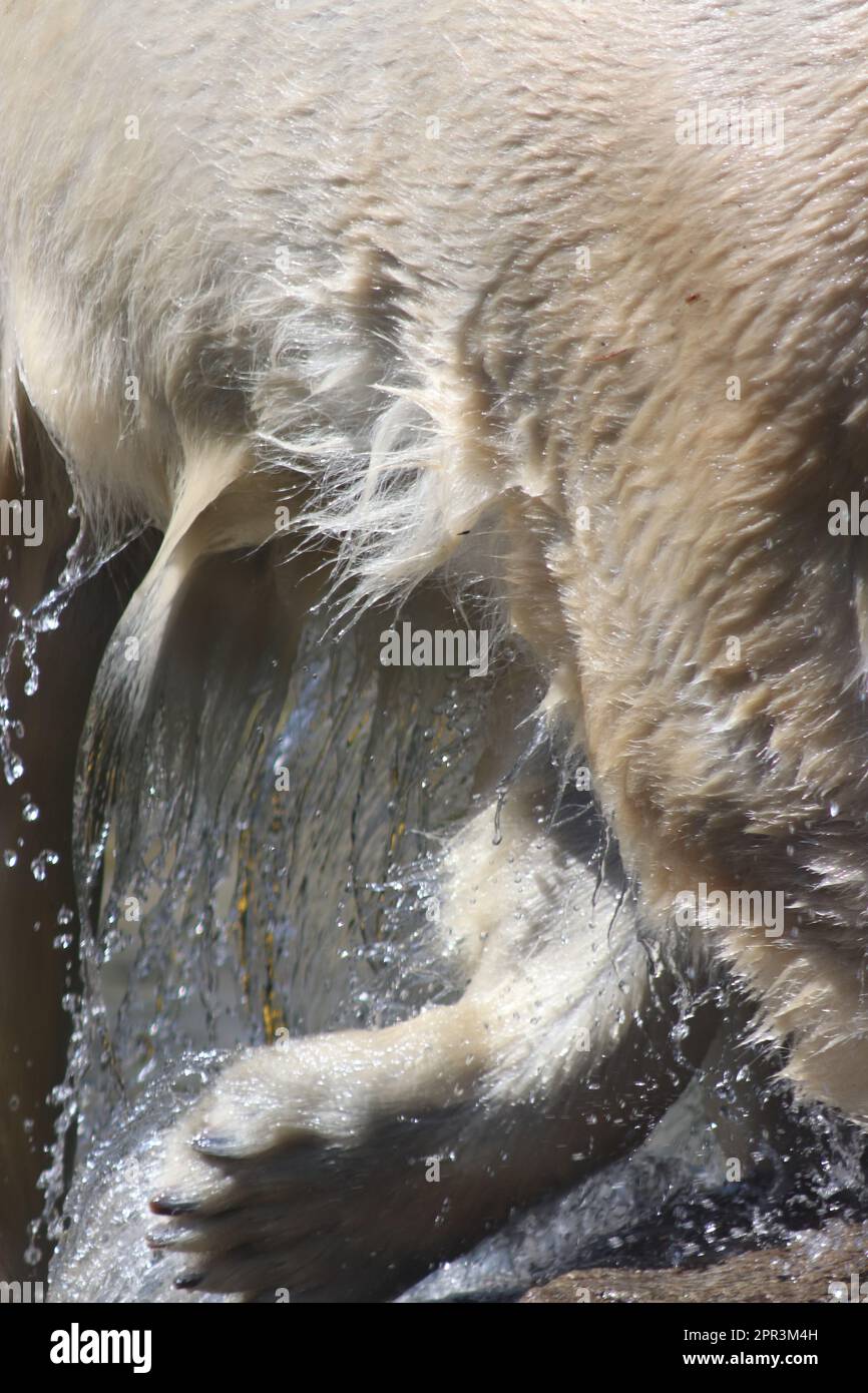 polar bear enjoying some sunshine Next to some water Stock Photo - Alamy