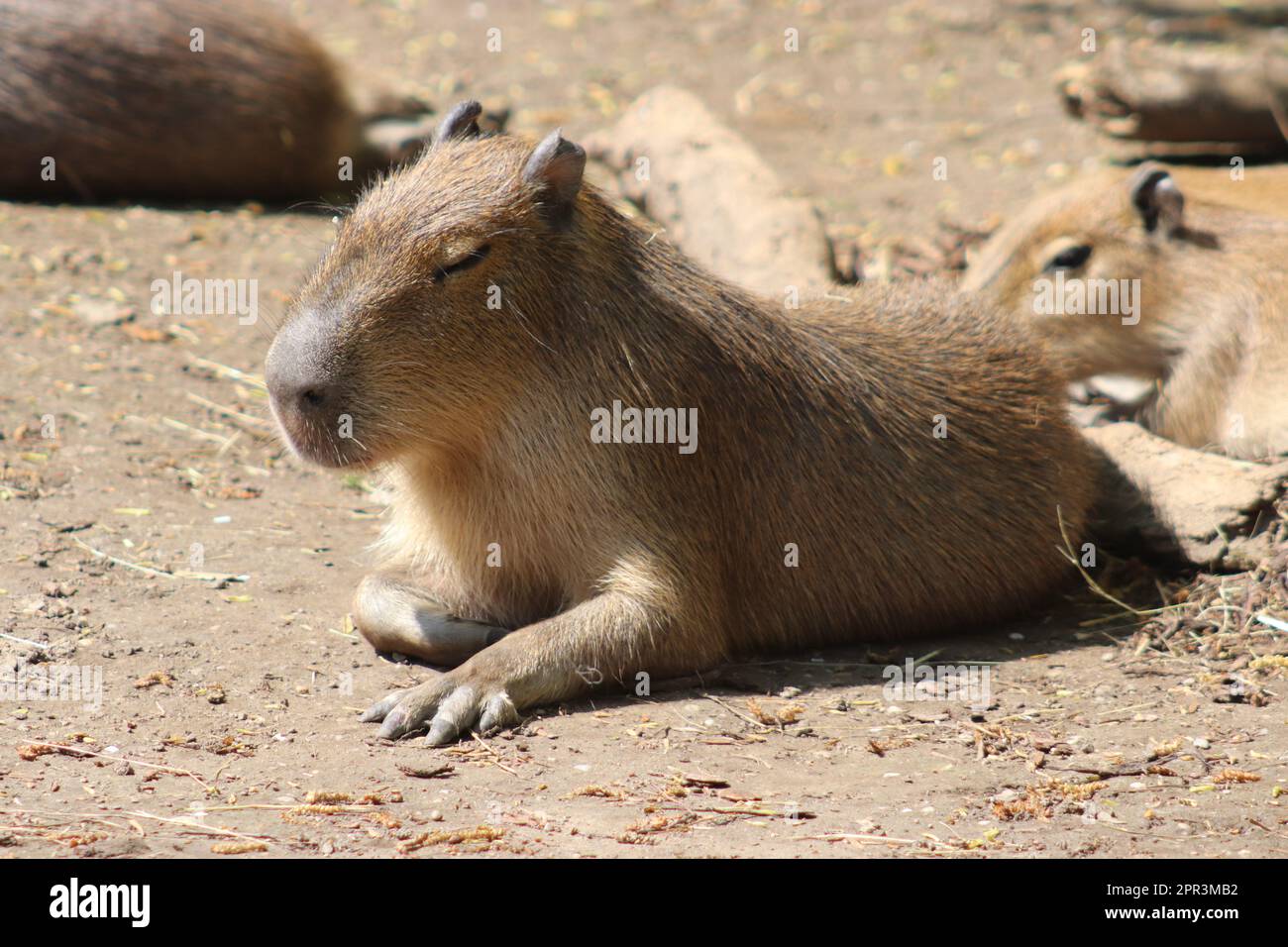 Capybara and paraguay hi-res stock photography and images - Alamy