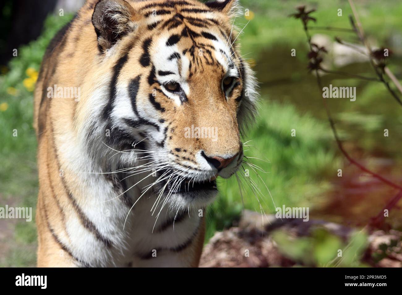 Siberian amur tiger subspecies hi-res stock photography and images - Alamy