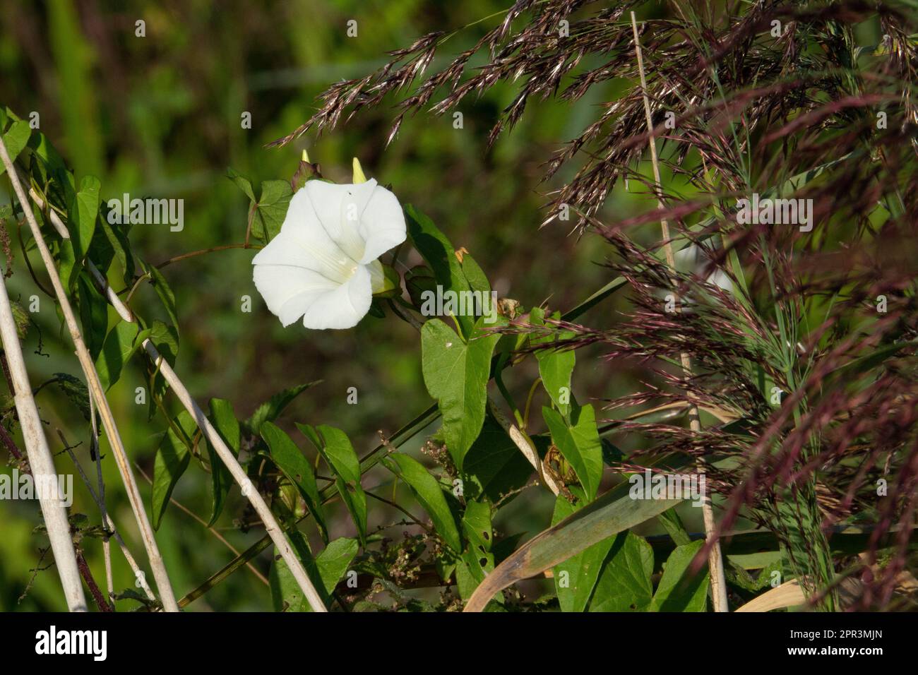 white Bindweed (Convolvulus species) flower and leaves isolated on a ...