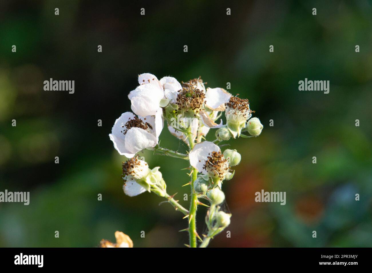 white Bramble (Rubus fruticosus) flowers isolated on a natural green ...