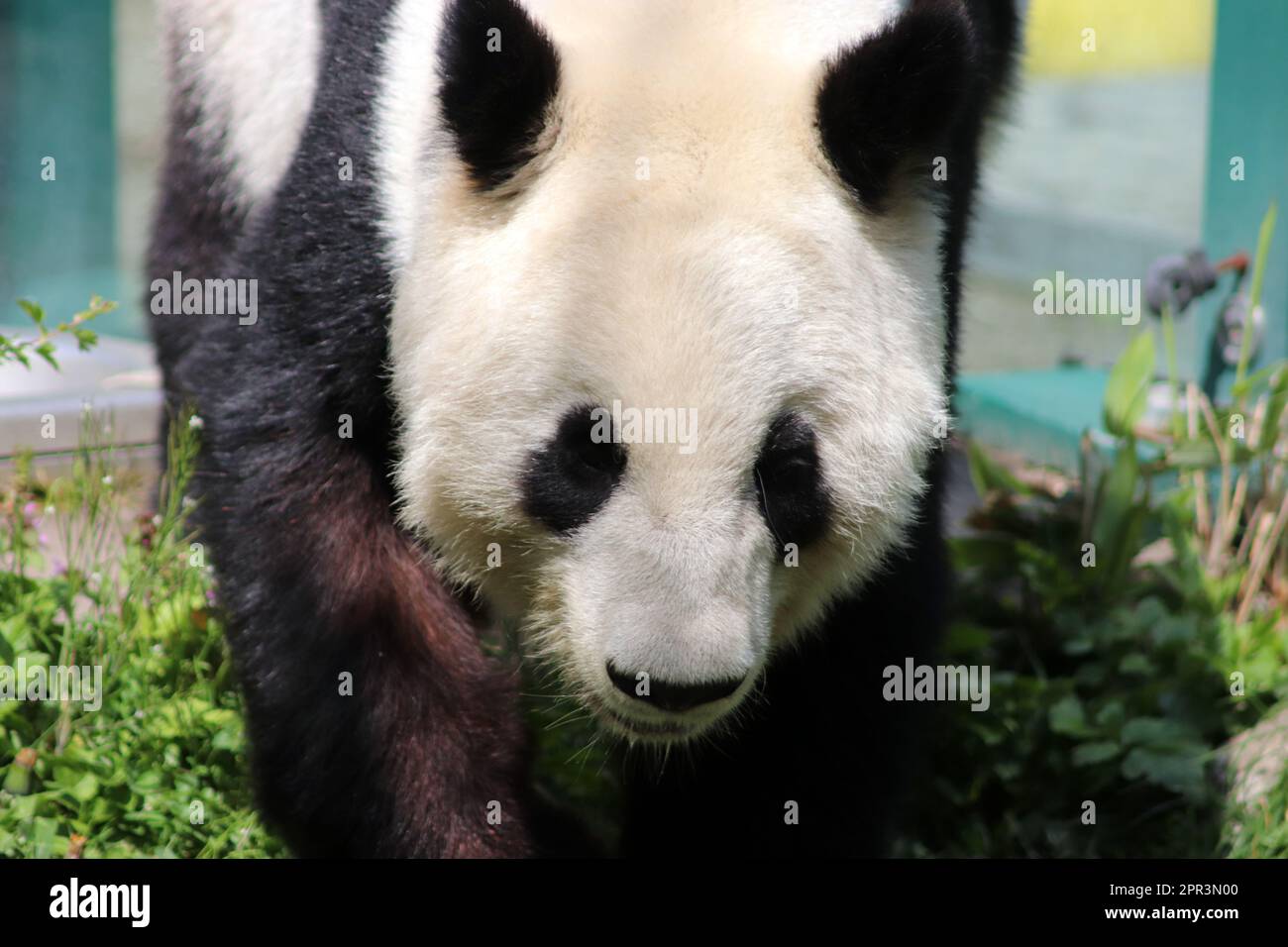 Qinling panda hi-res stock photography and images - Alamy