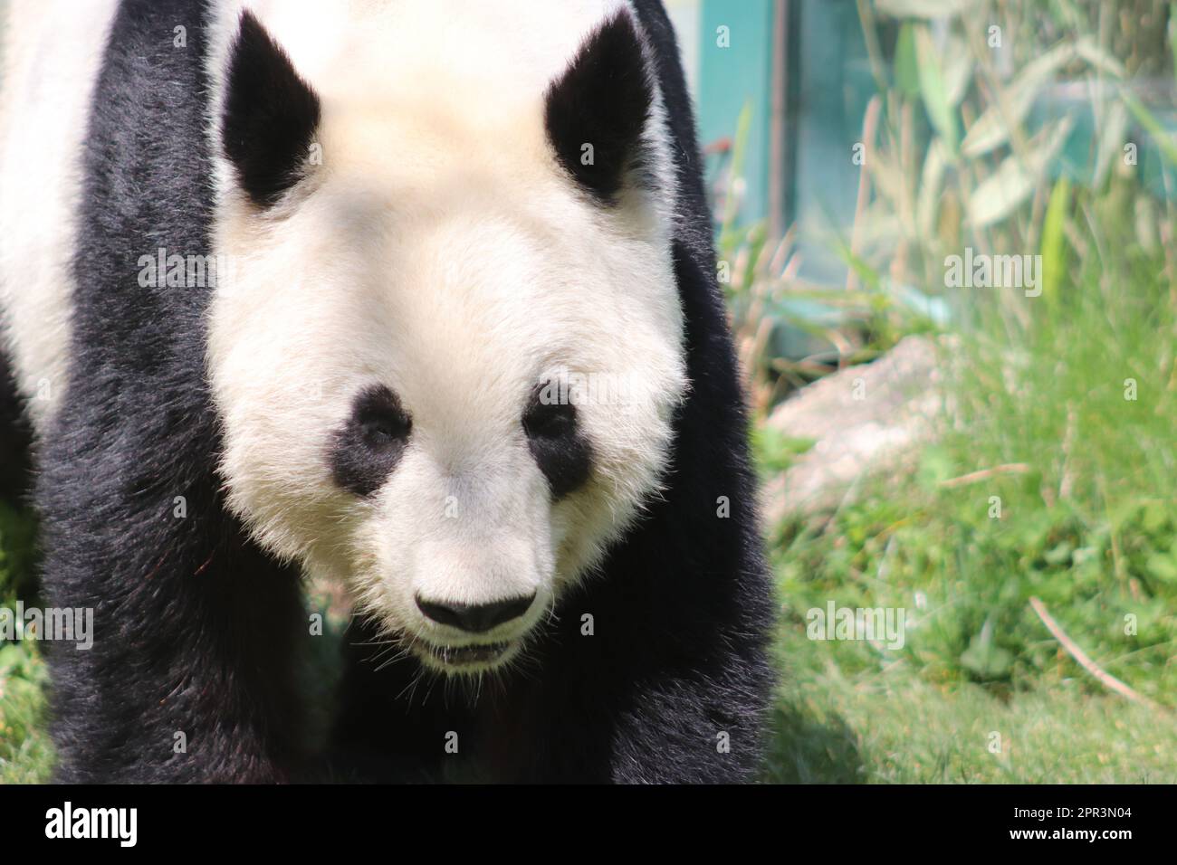 Panda breeding program hi-res stock photography and images - Alamy