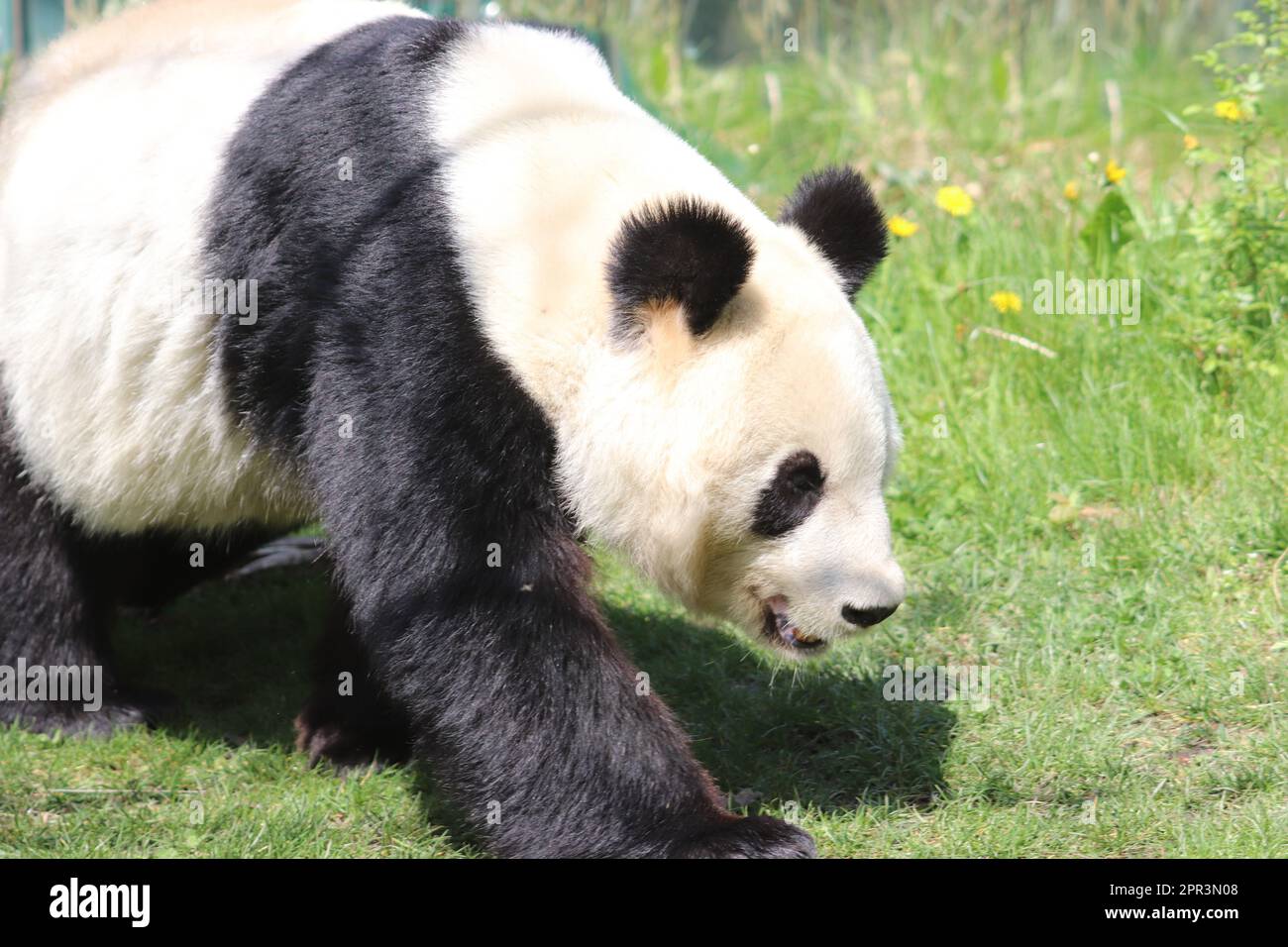 Conservation reliant species hi-res stock photography and images - Alamy