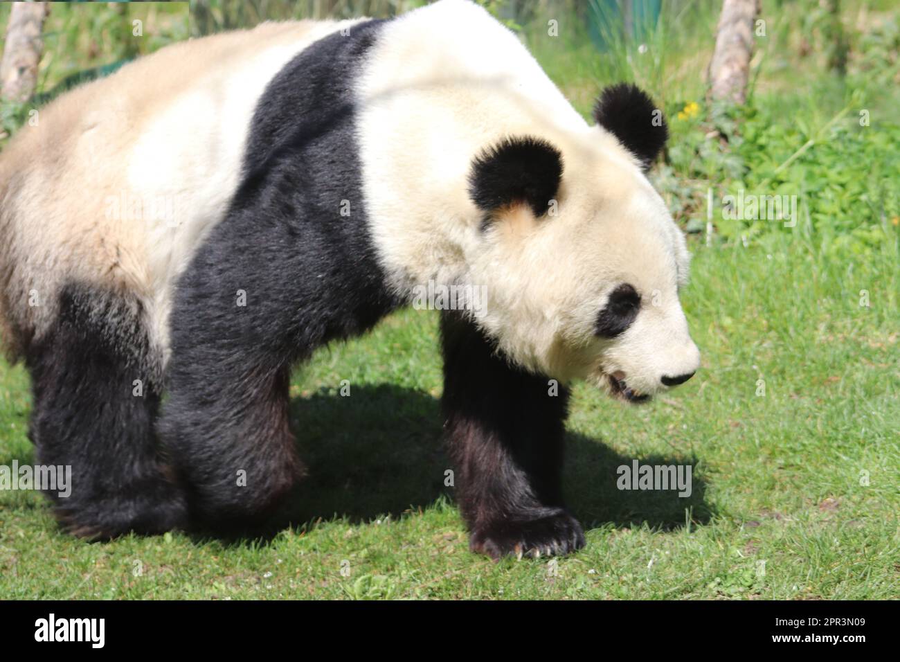 Qinling panda hi-res stock photography and images - Alamy