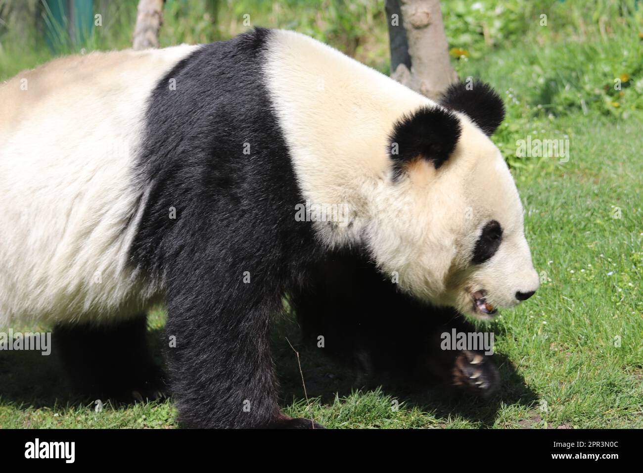 Qinling panda hi-res stock photography and images - Alamy