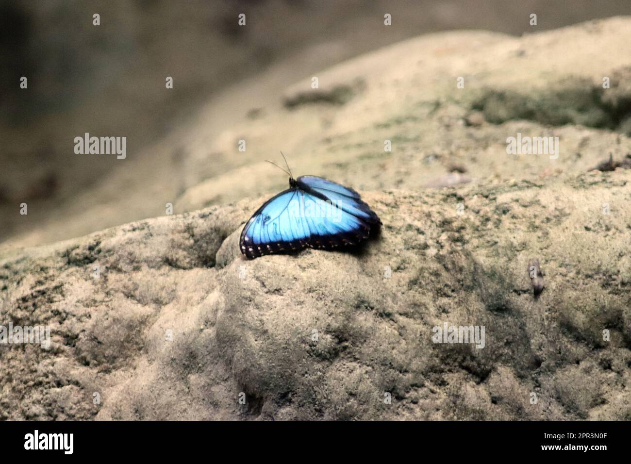 Blue morpho butterfly (Morpho peleides Stock Photo - Alamy