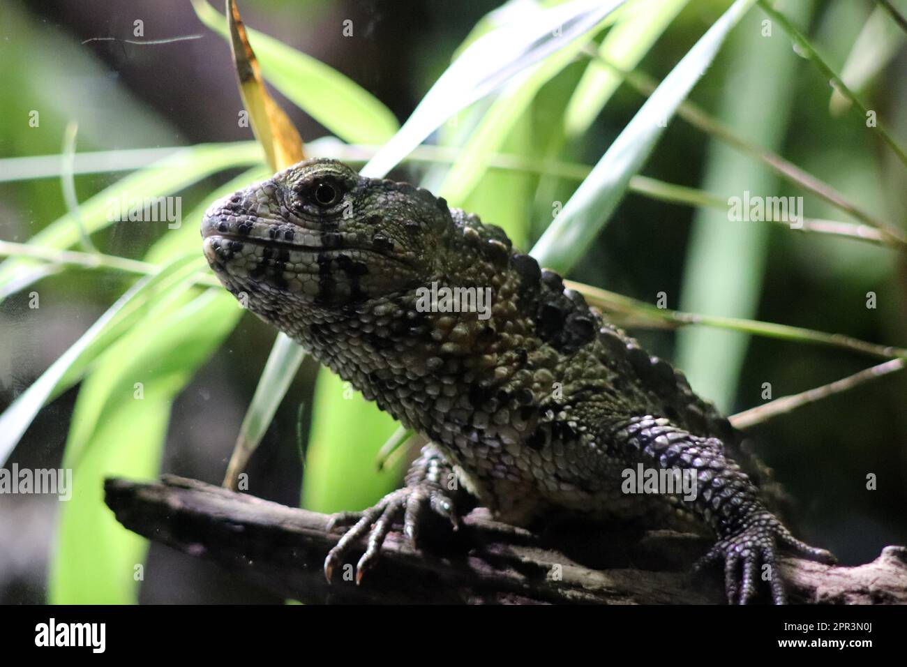 Chinese crocodile lizard Stock Photo - Alamy