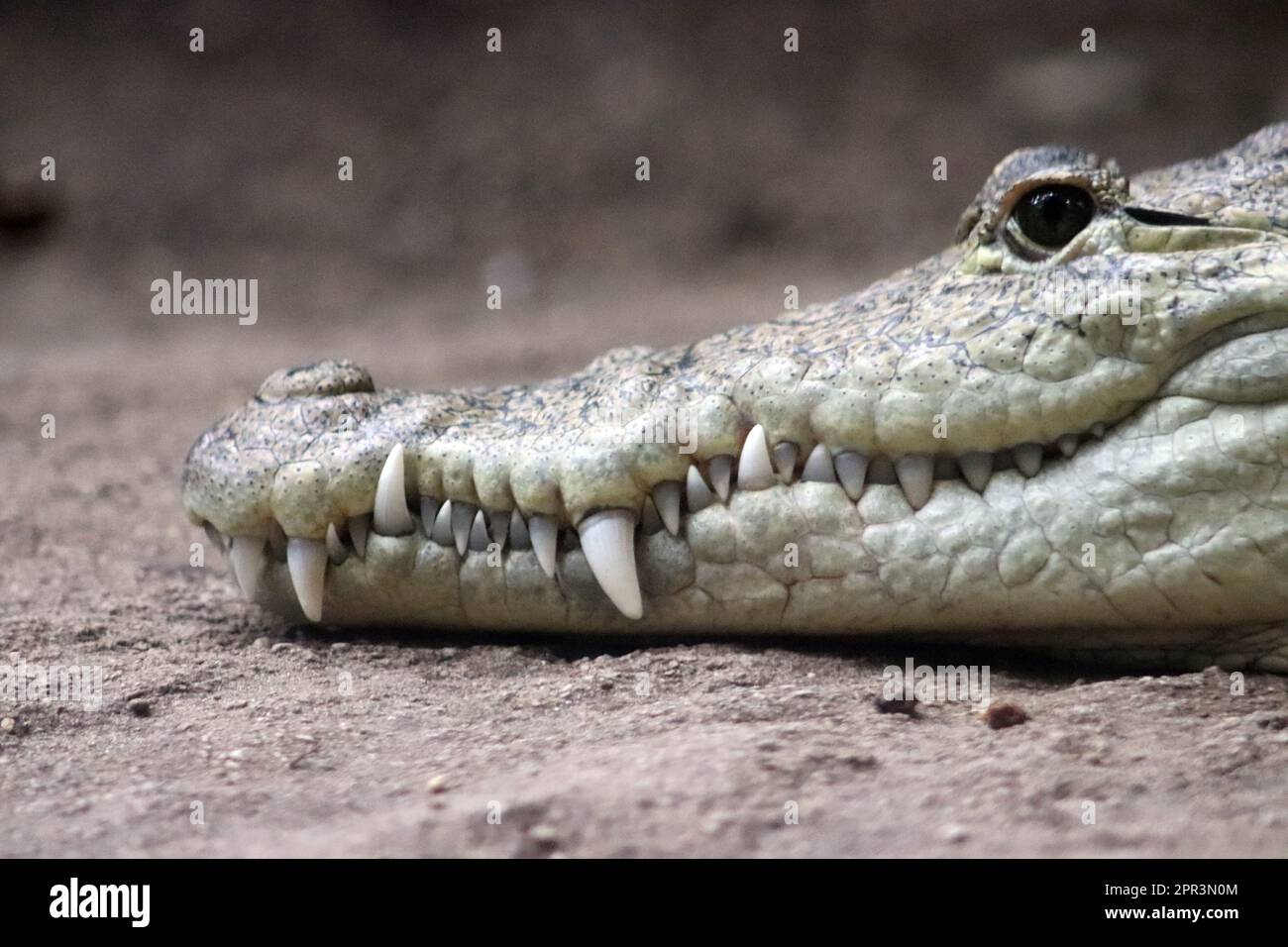 Mexican crocodile (Crocodylus moreletii Stock Photo - Alamy