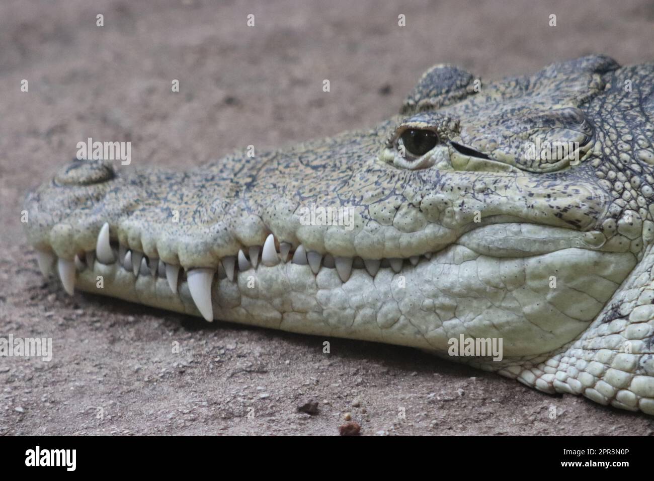 Mexican crocodile (Crocodylus moreletii Stock Photo - Alamy