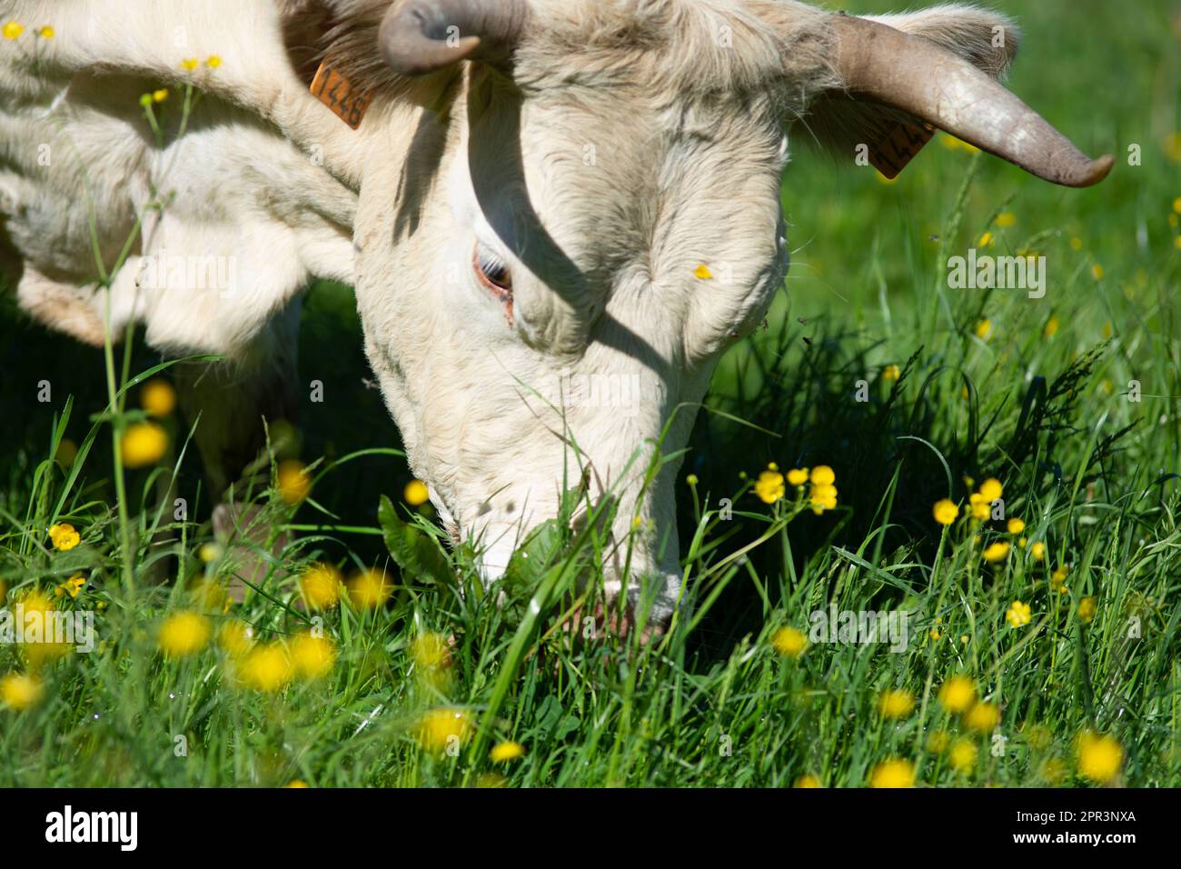 cow eating grass in a farm in the countryside Stock Photo - Alamy