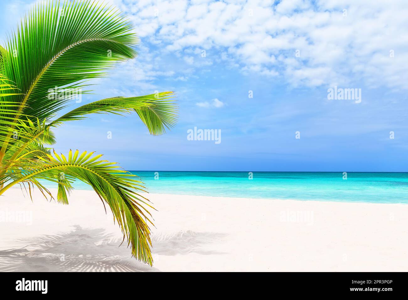 White Sand Beach Palm Tree