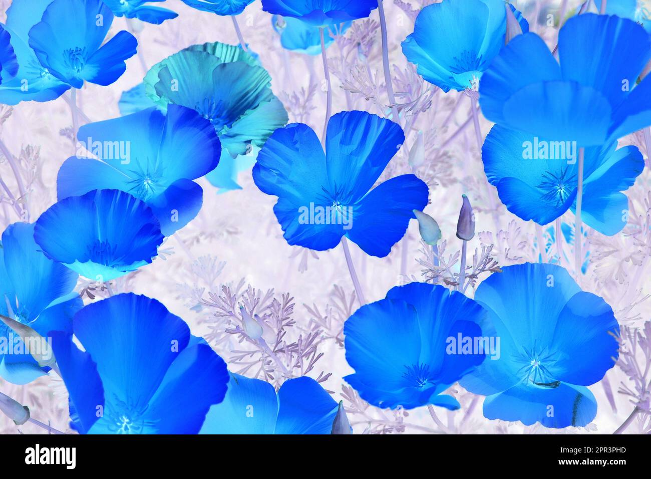 Various Blue Flowers Head, Top View, Close Up On White Background Stock ...