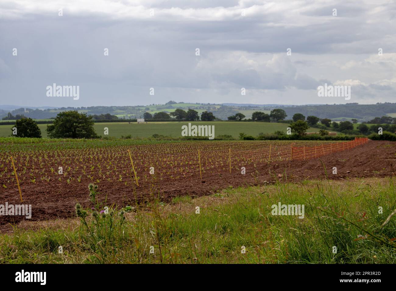 young plants planted in a field with rabbit fencing and Devon hills in ...