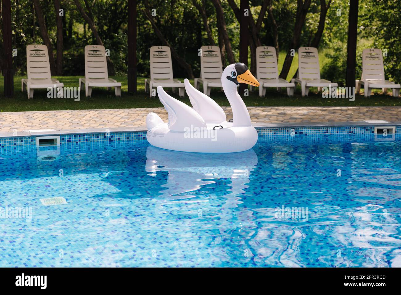 Inflatable white swan in swimming pool. Preparation for summer party ...
