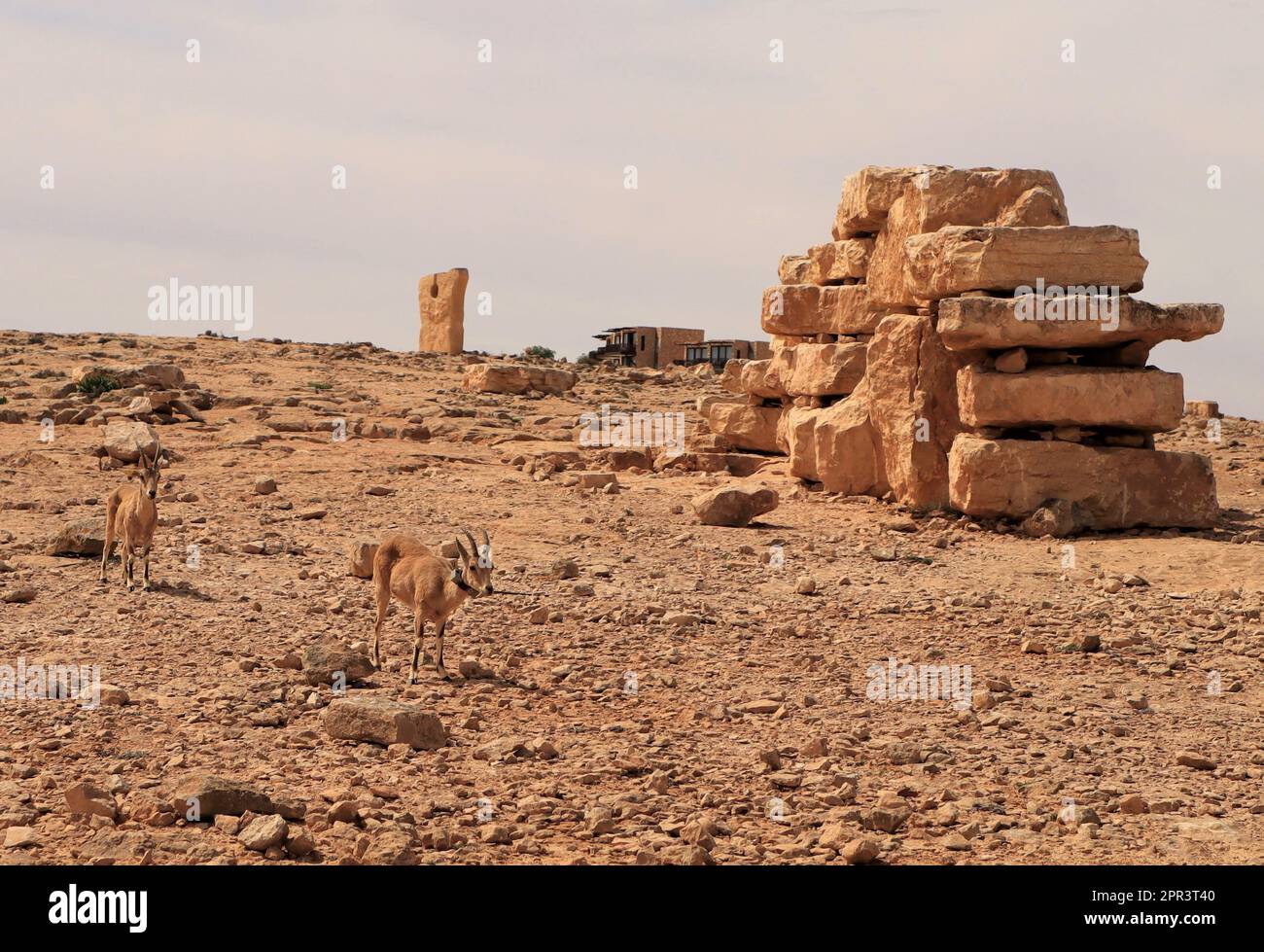 The goats graze in a desert landscape with rocky terrain in Mitzpe ...