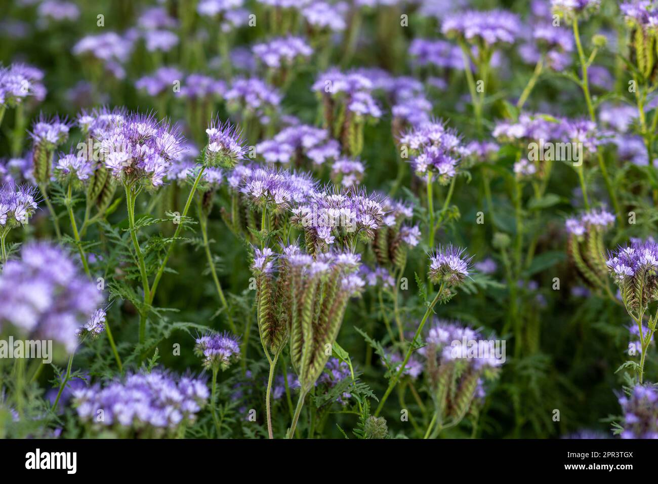 The field is blooming phacelia - a special honey plant for bees Stock ...