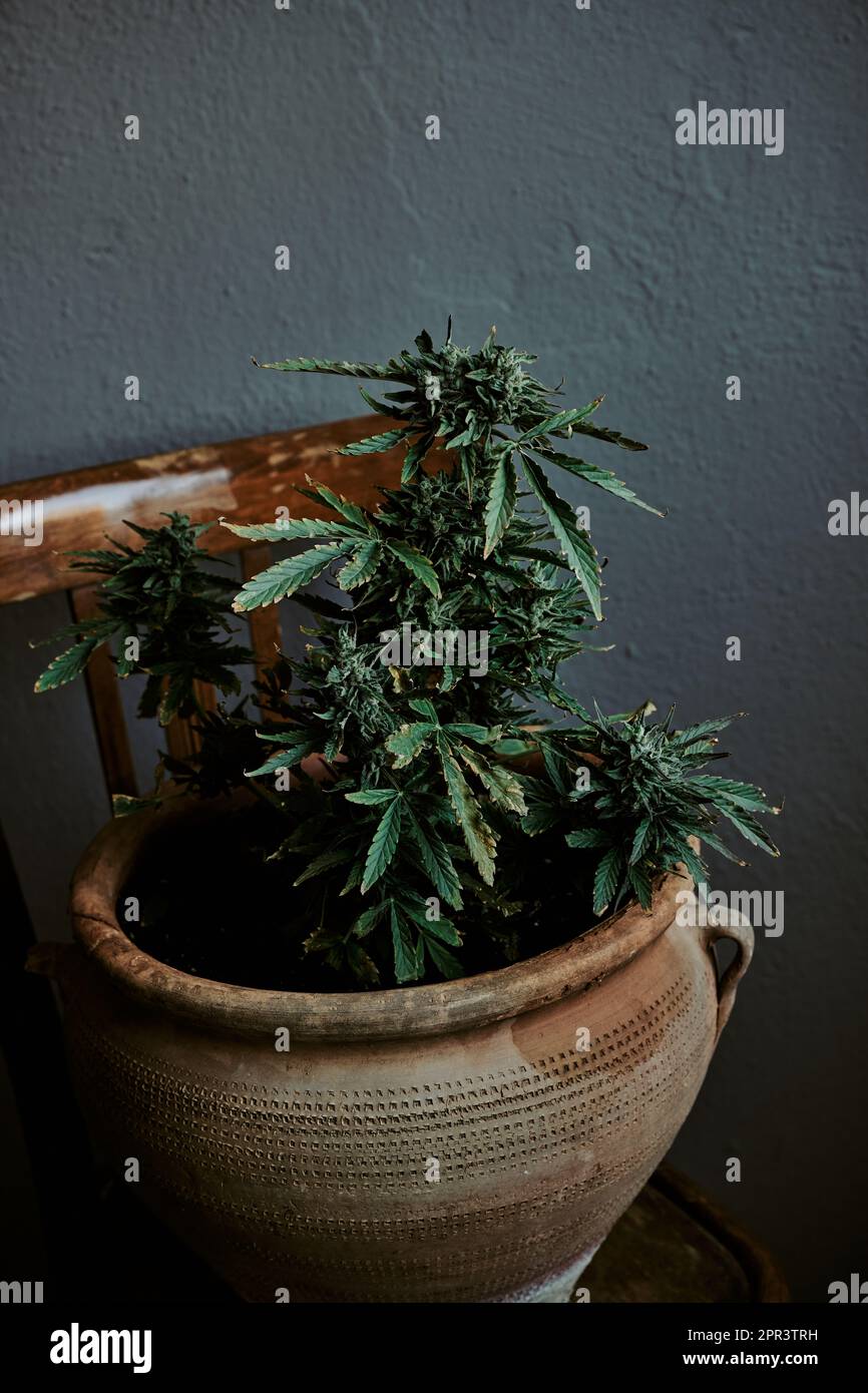 Potted marijuana plant on a wooden chair with gray background. Cannabis ...