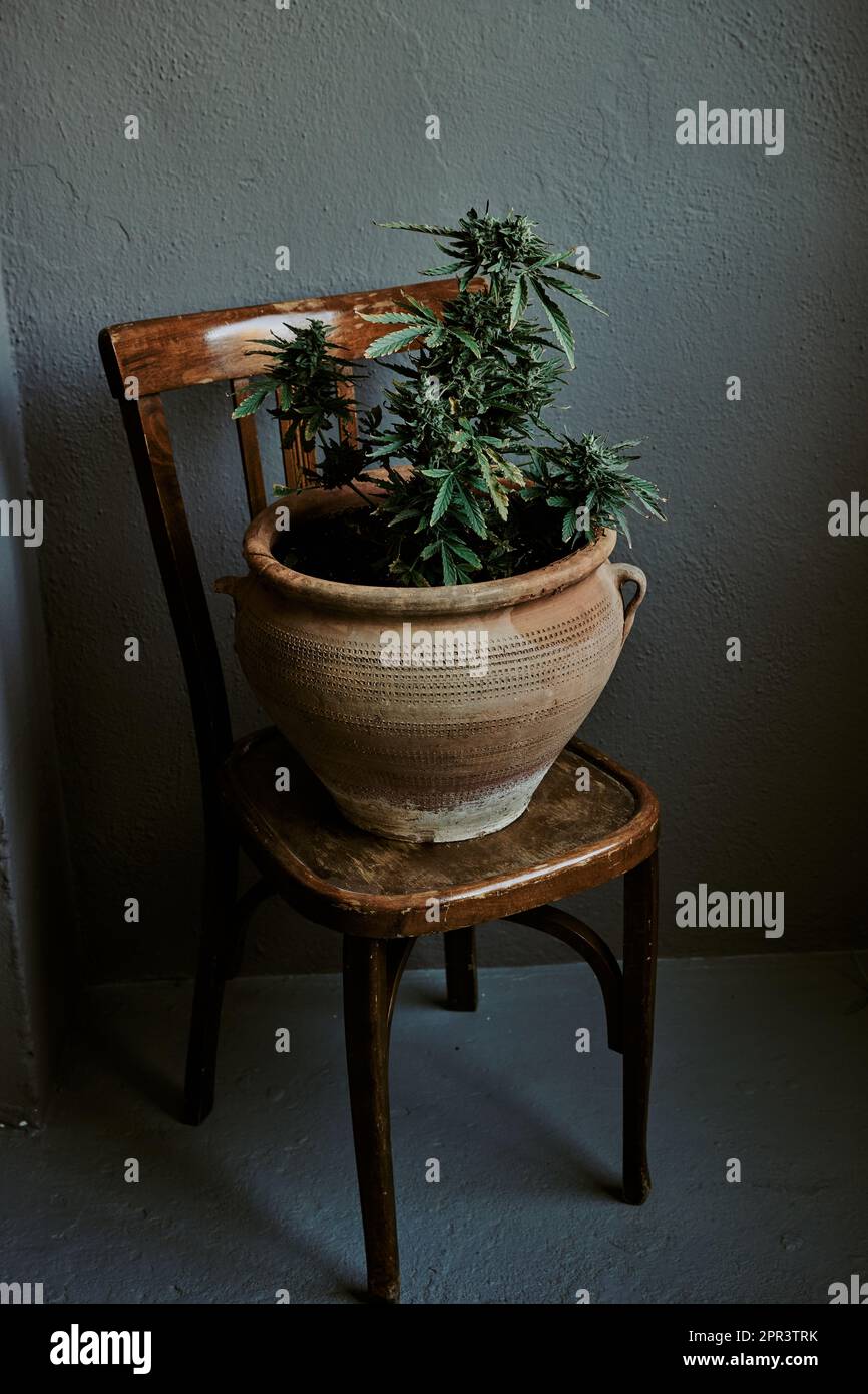 Potted marijuana plant on a wooden chair with gray background. Cannabis ...