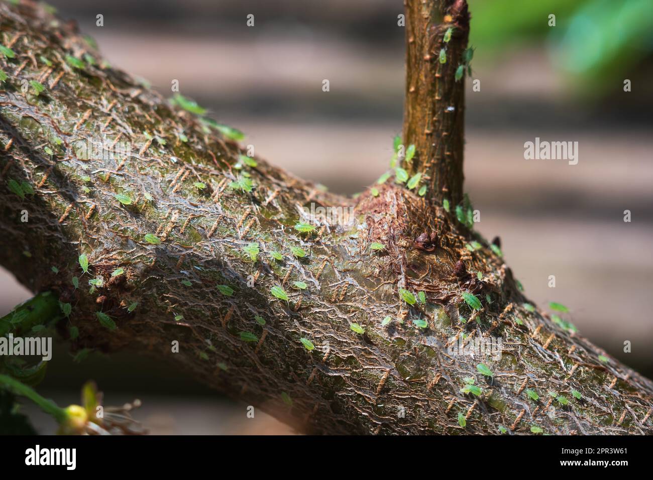 Green aphid colony on plum tree branch garden in england uk Stock Photo ...
