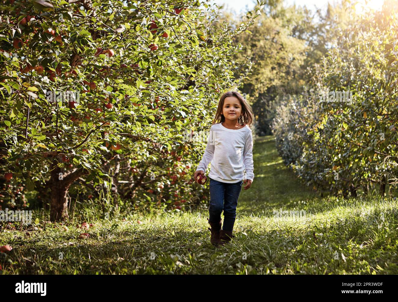 Its apple picking season. Portrait of an adorable little girl having ...