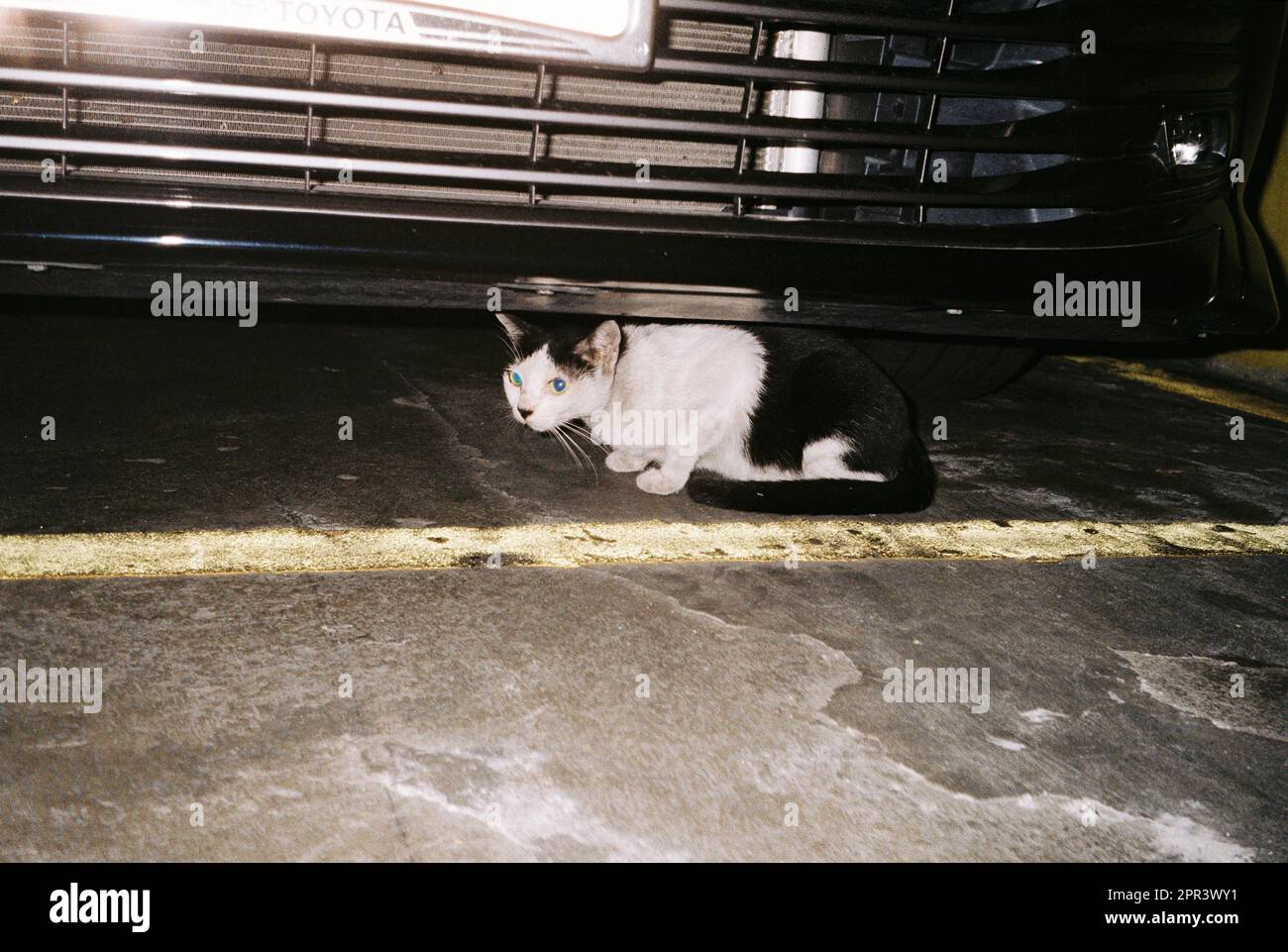 Cat under a car in parking lot Stock Photo - Alamy