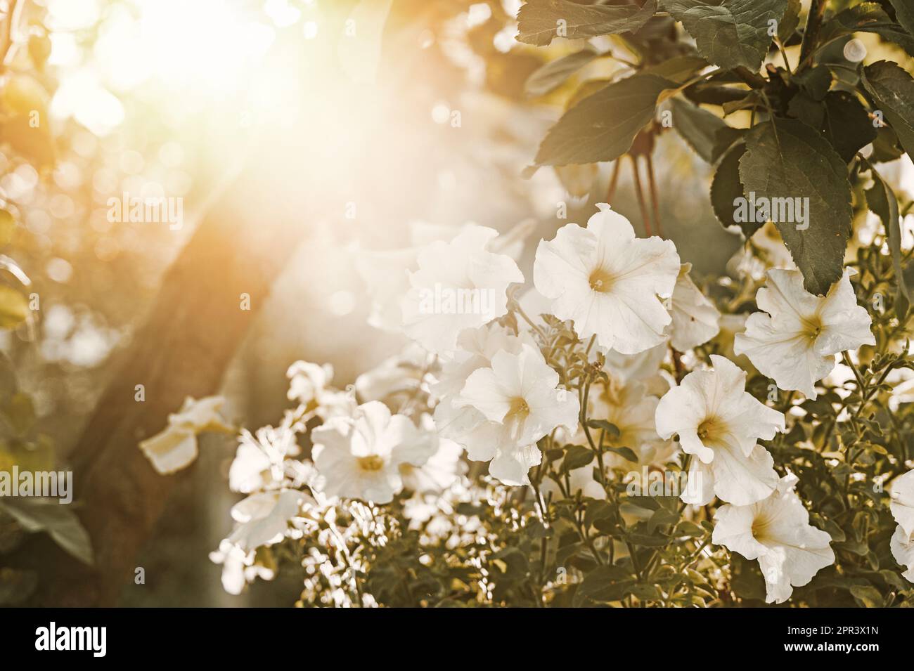 first flower of petunia pendula over green and white background, design ...