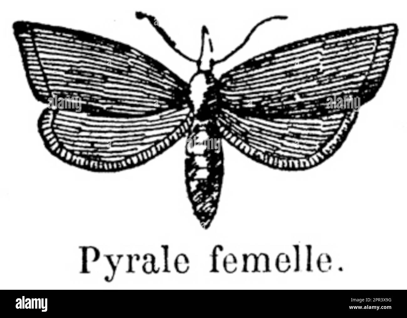 Ancient insects Black and White Stock Photos & Images - Alamy