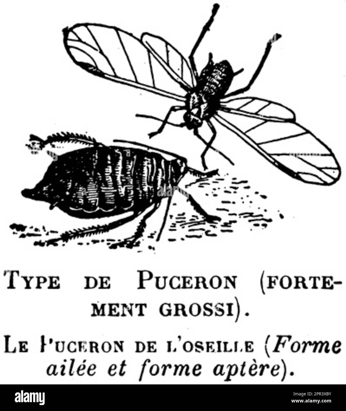 Ancient insects Black and White Stock Photos & Images - Alamy